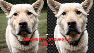 How To Remove Background in Canva?